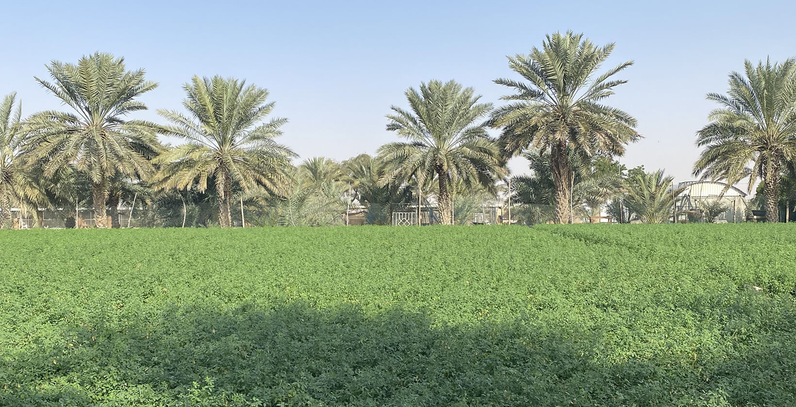The Organic Farm Resort: A private Emirati-owned farm in Abu Dhabi