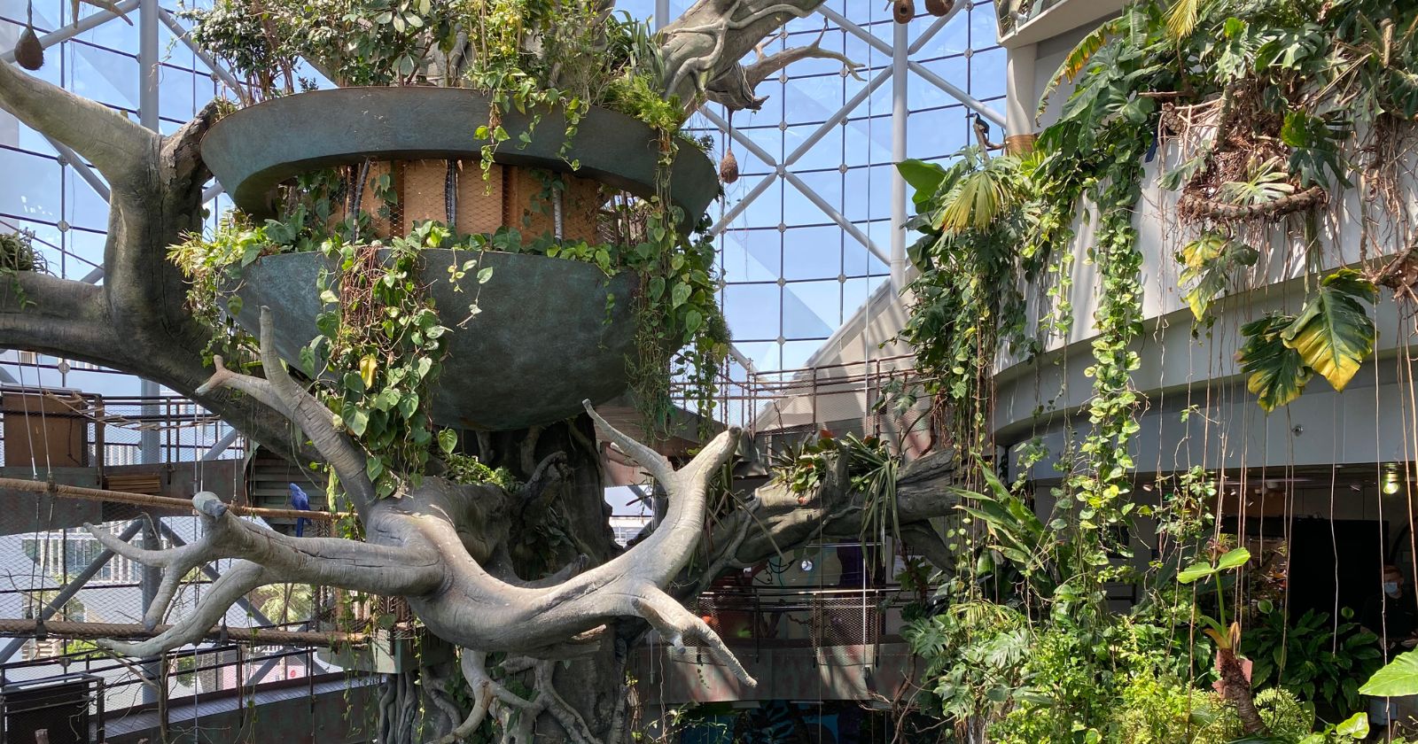 The Green Planet: A magical indoor tropical rainforest with over 3000 ...