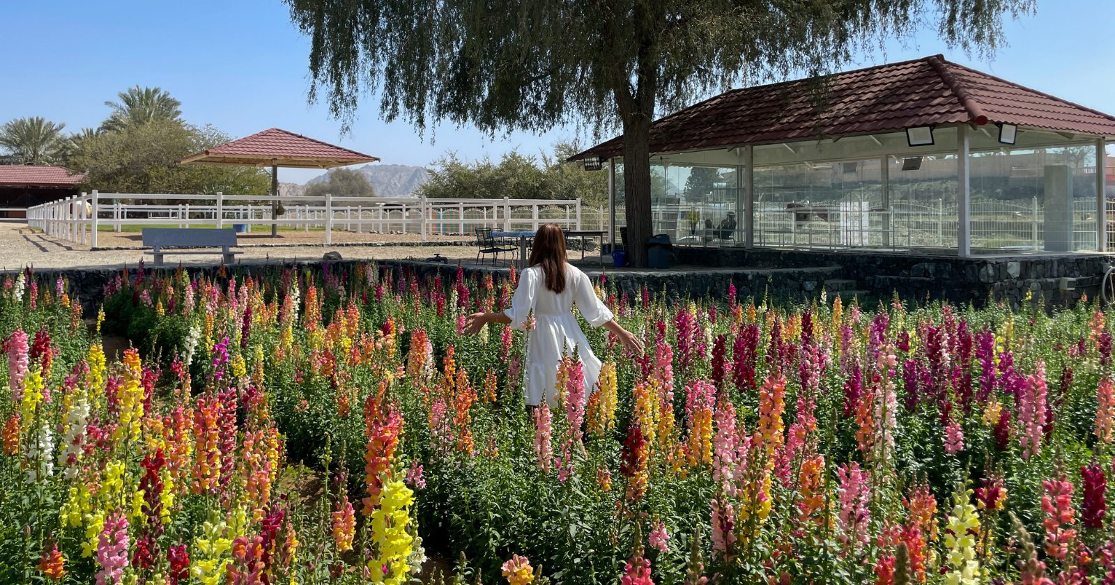 UAE Flower Farm: Blooming beautiful